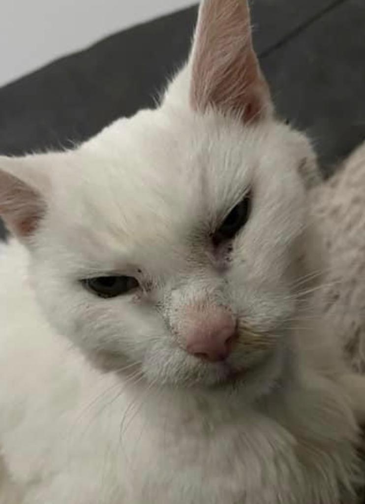 Purrs Cat Rescue – Second hand cats make first class pets