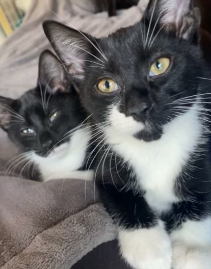 Purrs Cat Rescue – Second hand cats make first class pets