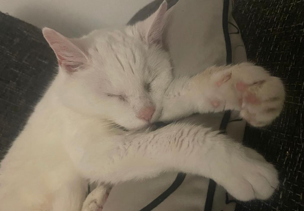 Purrs Cat Rescue – Second hand cats make first class pets