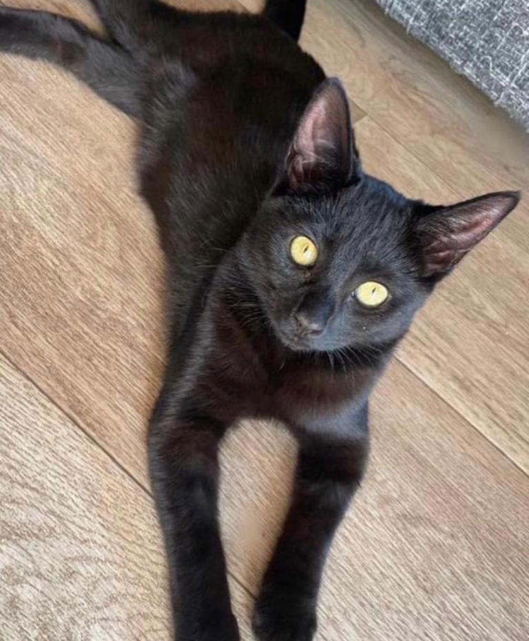 Purrs Cat Rescue – Second hand cats make first class pets